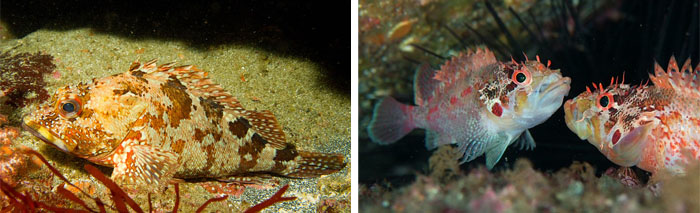 쏨뱅이목 Order Scorpaeniformes(scorpionfishes and flatheads)