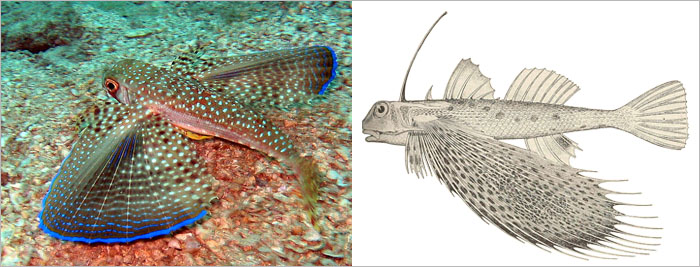 죽지성대과(쭉지성대과) Family Dactylopteridae(Flying gurnards)