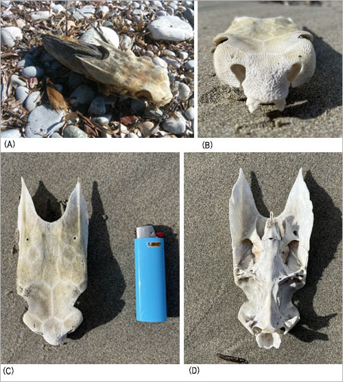 죽지성대과(쭉지성대과) Family Dactylopteridae(Flying gurnards)