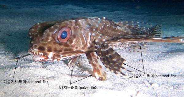 별죽지성대(Starry flying gurnard). Dactyloptena peterseni(Nyström, 1887)