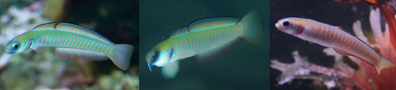 차이니스 제브라 고비(Chinese zebra goby). Ptereleotris zebra(Fowler, 1938)