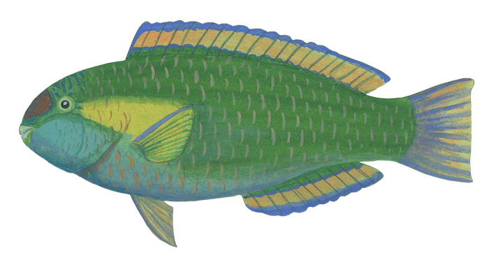 보우어스 패롯피시(Bower's parrotfish). Chlorurus bowersi(Snyder, 1909)