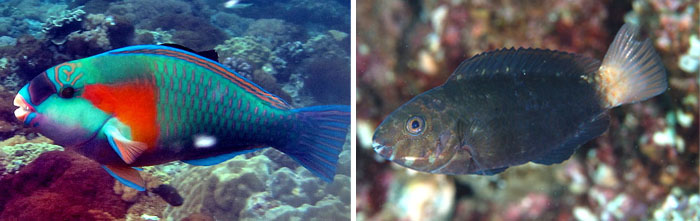 보우어스 패롯피시(Bower's parrotfish). Chlorurus bowersi(Snyder, 1909)