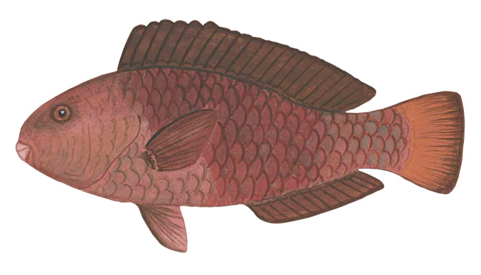패일취크 패롯피시(Palecheek parrotfish). Chlorurus japanensis(Bloch, 1789)