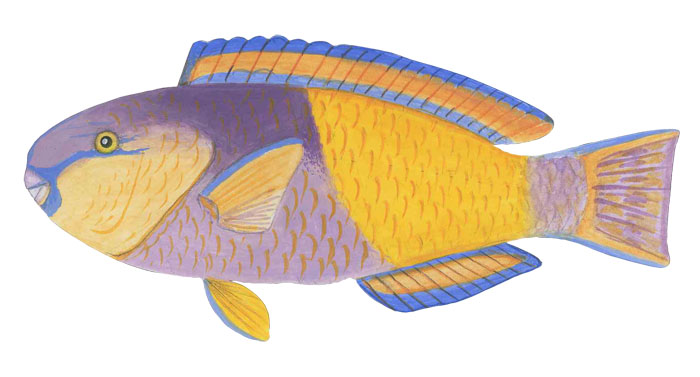 패일취크 패롯피시(Palecheek parrotfish). Chlorurus japanensis(Bloch, 1789)