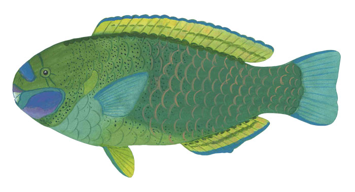 스펙타클드 패롯피시(Spectacled parrotfish). Chlorurus perspicillatus ...