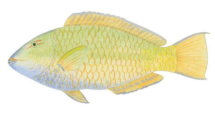 패시픽 롱노즈 패롯피시(Pacific longnose parrotfish). Hipposcarus longiceps ...