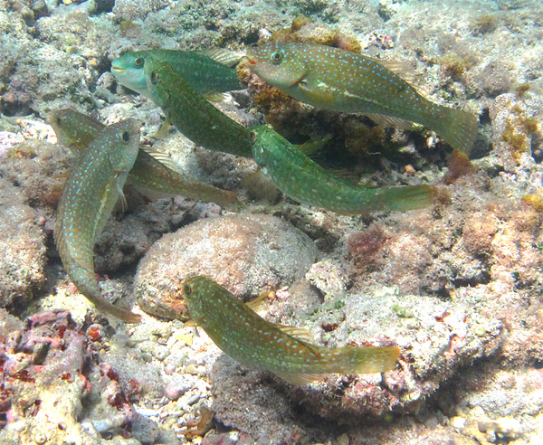 마블드 패롯피시(Marbled parrotfish). Leptoscarus vaigiensis(Quoy & Gaimard, 1824)