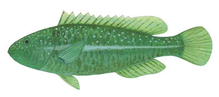 마블드 패롯피시(Marbled parrotfish). Leptoscarus vaigiensis(Quoy & Gaimard, 1824)