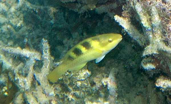 옐로바드 패롯피시(Yellowbarred parrotfish). Scarus dimidiatus(Bleeker, 1859)