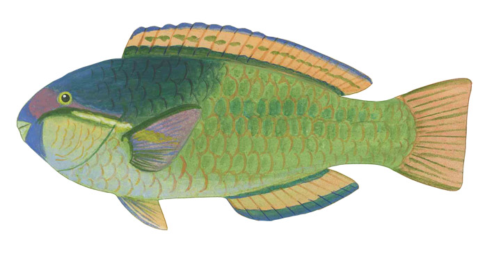 옐로바드 패롯피시(Yellowbarred parrotfish). Scarus dimidiatus(Bleeker, 1859)