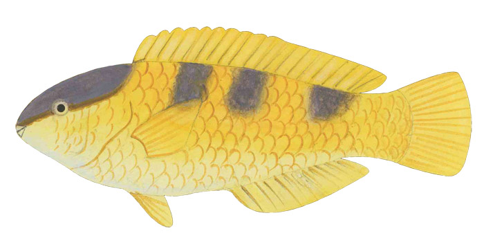 옐로바드 패롯피시(Yellowbarred parrotfish). Scarus dimidiatus(Bleeker, 1859)