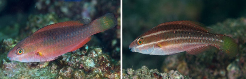 포르스텐스 패롯피시(Forsten's parrotfish). Scarus forsteni(Bleeker, 1861)