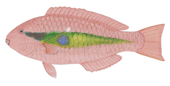 포르스텐스 패롯피시(Forsten's parrotfish). Scarus forsteni(Bleeker, 1861)