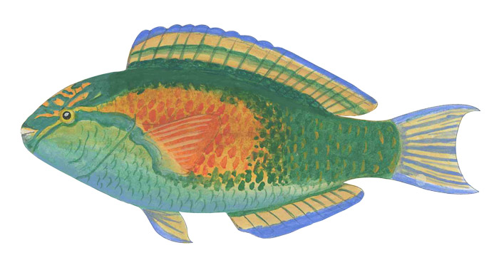 옐로테일 패롯피시(Yellow-tail parrotfish). Scarus hypselopterus(Bleeker, 1853)