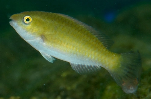 리불레이티드 패롯피시(Rivulated parrotfish). Scarus rivulatus(Valenciennes, 1840)