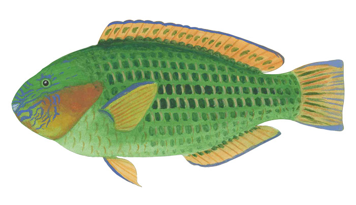 리불레이티드 패롯피시(Rivulated parrotfish). Scarus rivulatus(Valenciennes, 1840)