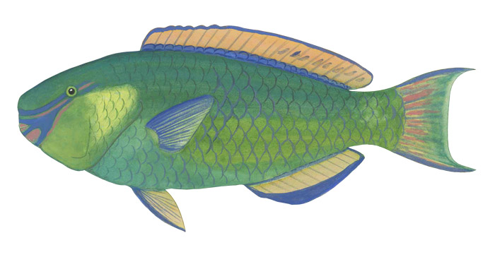 엠버 패롯피시(Ember parrotfish). Scarus rubroviolaceus(Bleeker, 1847)