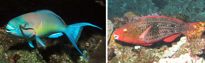 엠버 패롯피시(Ember parrotfish). Scarus rubroviolaceus(Bleeker, 1847)