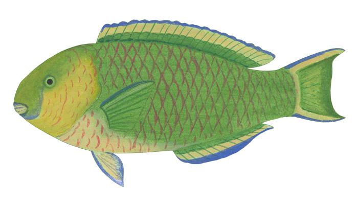 그린스노우트 패롯피시(Greensnout parrotfish). Scarus spinus(Kner, 1868)
