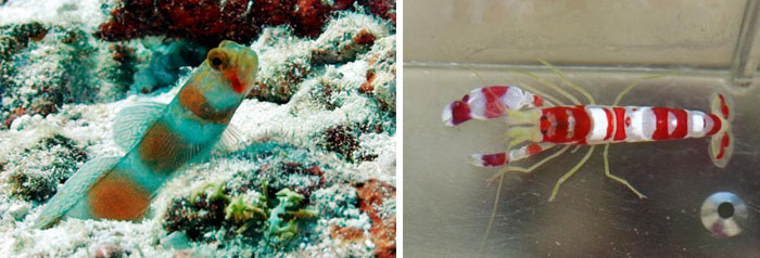 핑크바 고비(Pinkbar goby). Amblyeleotris aurora(Polunin & Lubbock, 1977)