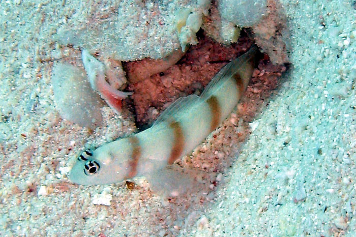 스타이니츠 프론 고비(Steinitz' prawn-goby). Amblyeleotris steinitzi(Klausewitz ...