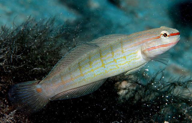 오렌지 스트라이프드 고비(Orange-striped goby). Amblygobius decussatus(Bleeker, 1855)