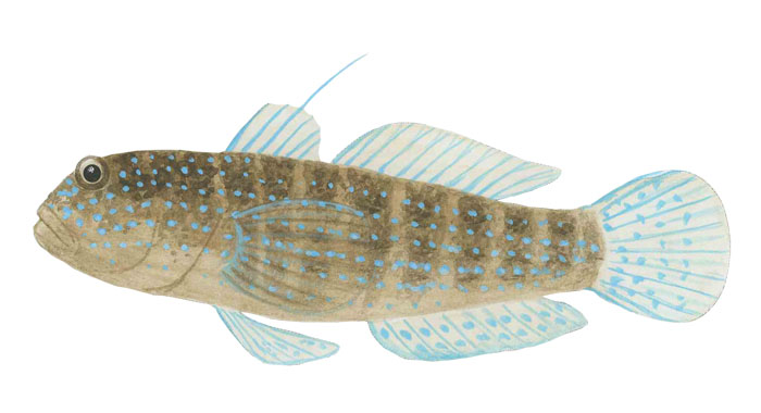 청별망둑(Starry goby). Asterropteryx semipunctata(Rüppell, 1830)
