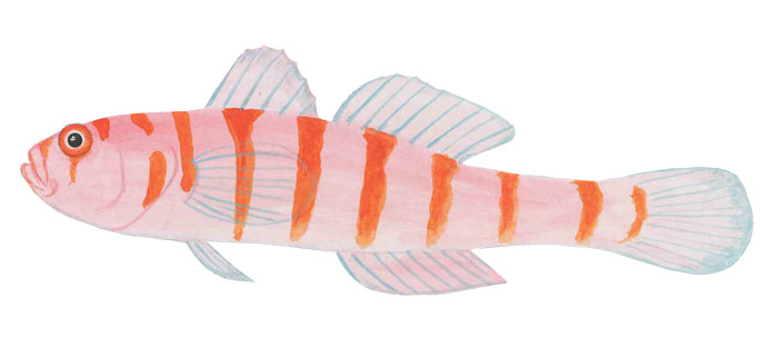 캔디케인 고비(Candy cane goby). Awaous flavus(Valenciennes, 1837)