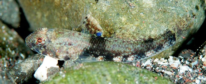 무늬망둑(Dusky frillgoby). Bathygobius fuscus(Rüppell, 1830)