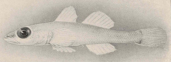 에리스롭스 고비(Erythrops goby). Bryaninops erythrops(Jordan & Seale, 1906)