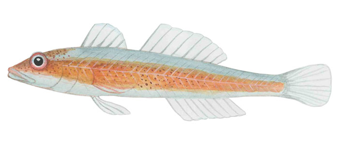 에리스롭스 고비(Erythrops goby). Bryaninops erythrops(Jordan & Seale, 1906)