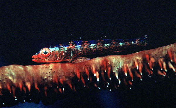 에리스롭스 고비(Erythrops goby). Bryaninops erythrops(Jordan & Seale, 1906)