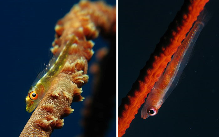 로키 위프 고비(Loki whip-goby). Bryaninops loki(Larson, 1985)