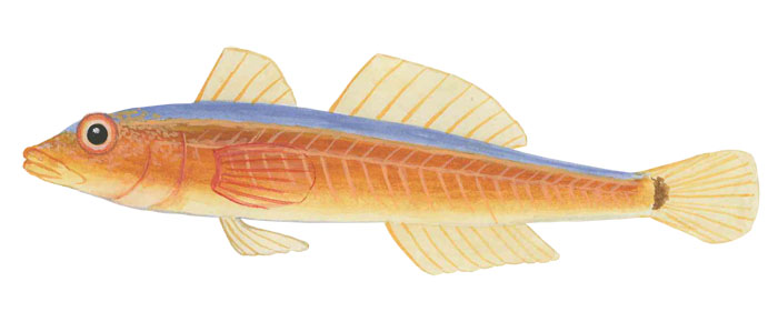 로키 위프 고비(Loki whip-goby). Bryaninops loki(Larson, 1985)