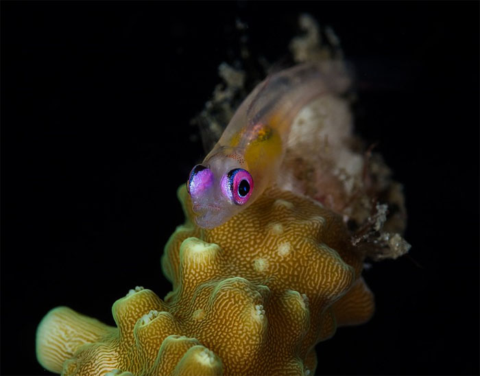 레드아이 고비(Redeye goby 또는 Pinkeye goby). Bryaninops natans(Larson, 1985)