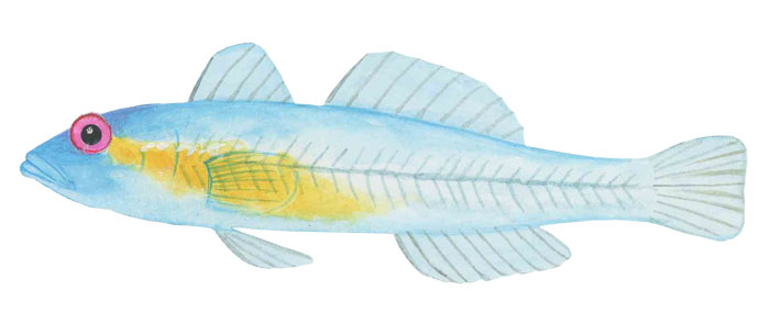 레드아이 고비(Redeye goby 또는 Pinkeye goby). Bryaninops natans(Larson, 1985)