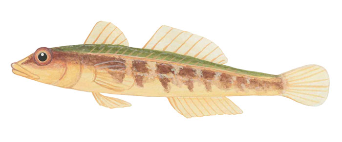 블랙코랄 고비(Black coral goby). Bryaninops tigris(Larson, 1985)