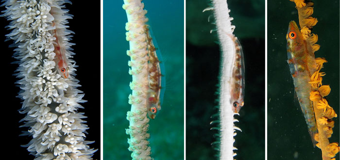 유리망둑(Whip coral goby). Bryaninops yongei(Davis & Cohen, 1969)