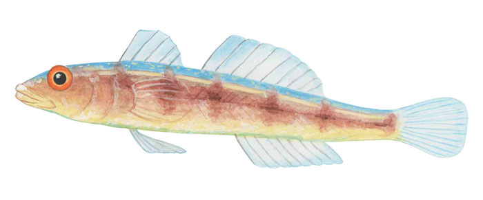 유리망둑(Whip coral goby). Bryaninops yongei(Davis & Cohen, 1969)