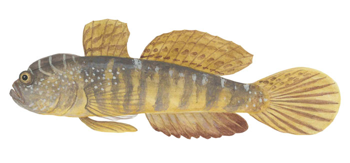 크레스티드 고비(Crested goby). Cristatogobius lophius(Herre, 1927)