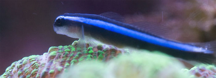 네온 고비(Neon goby). Elacatinus oceanops(Jordan, 1904)