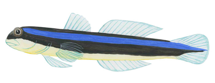 네온 고비(Neon goby). Elacatinus oceanops(Jordan, 1904)