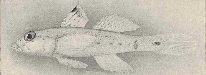 커먼 퓨즈고비(Common fusegoby). Fusigobius neophytus(Günther, 1877)