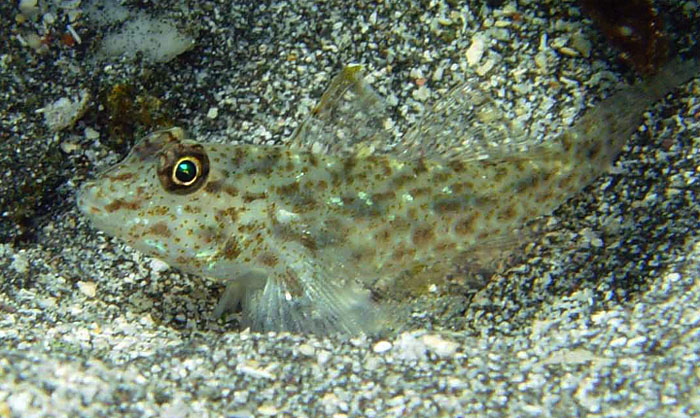 커먼 퓨즈고비(Common fusegoby). Fusigobius neophytus(Günther, 1877)