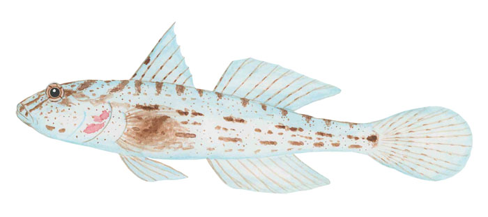 커먼 퓨즈고비(Common fusegoby). Fusigobius neophytus(Günther, 1877)