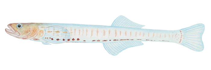 사백어(Ice goby). Leucopsarion petersii