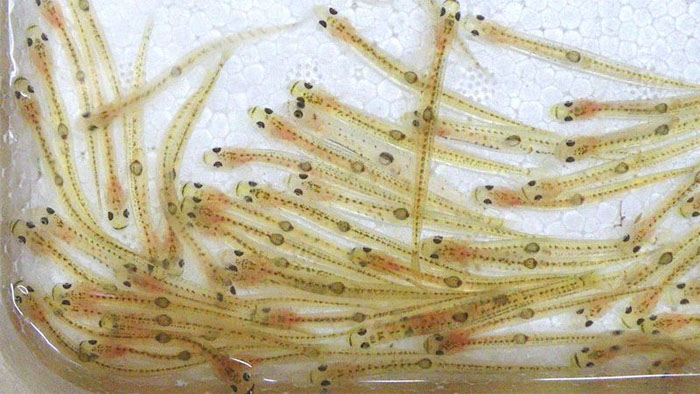 사백어(Ice goby). Leucopsarion petersii