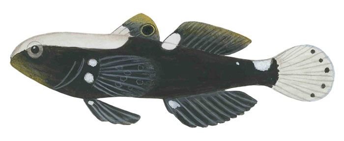 화이트캡 고비(Whitecap goby). Lotilia graciliosa