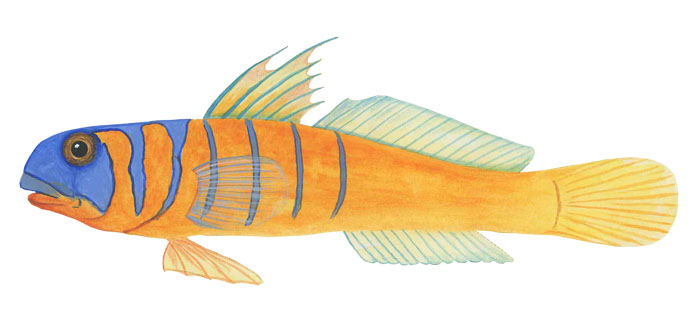 블루밴디드 고비(Bluebanded goby). Lythrypnus dalli